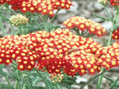 Achillea-StrawberrySeduction_1920x300px-400×300 – Must Have Perennials