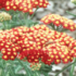 Achillea-StrawberrySeduction_1920x300px-70×70 – Must Have Perennials