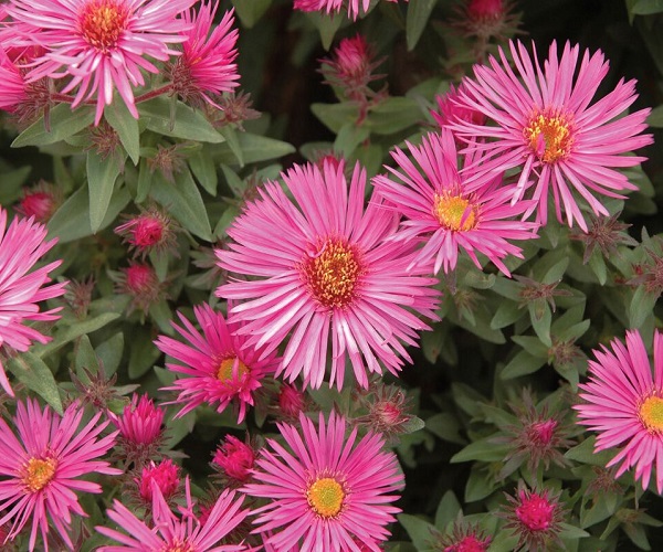 Aster ‘Vibrant Dome’: Stunning Late Season Color – Must Have Perennials
