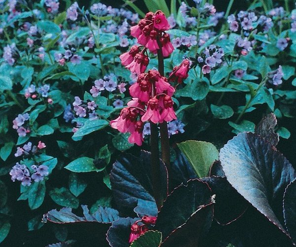 Bergenia_Bressingham-Ruby_cu2-600×500 – Must Have Perennials