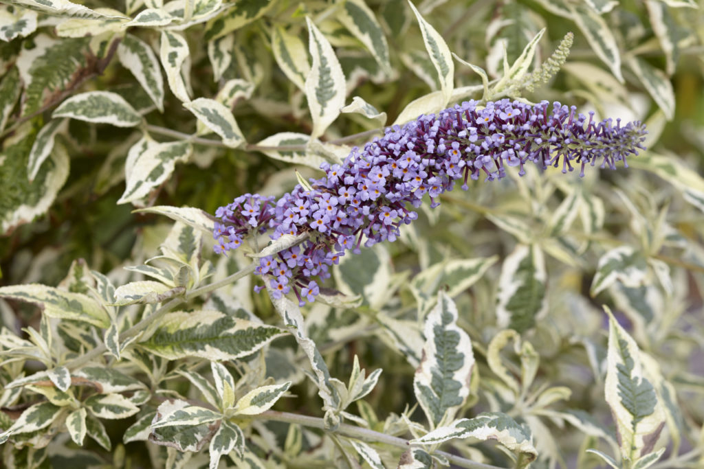 Buddleja b090b550 – Must Have Perennials