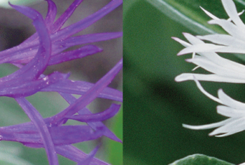 Centaura_1920x300px-350×235 – Must Have Perennials