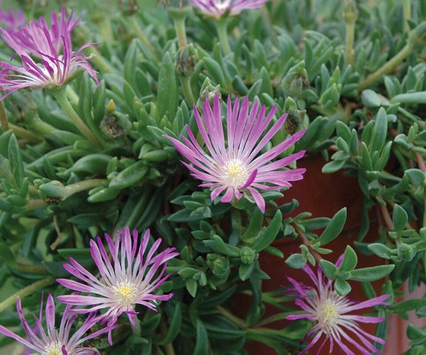 Delosperma_Table-Mountain_cu – Must Have Perennials