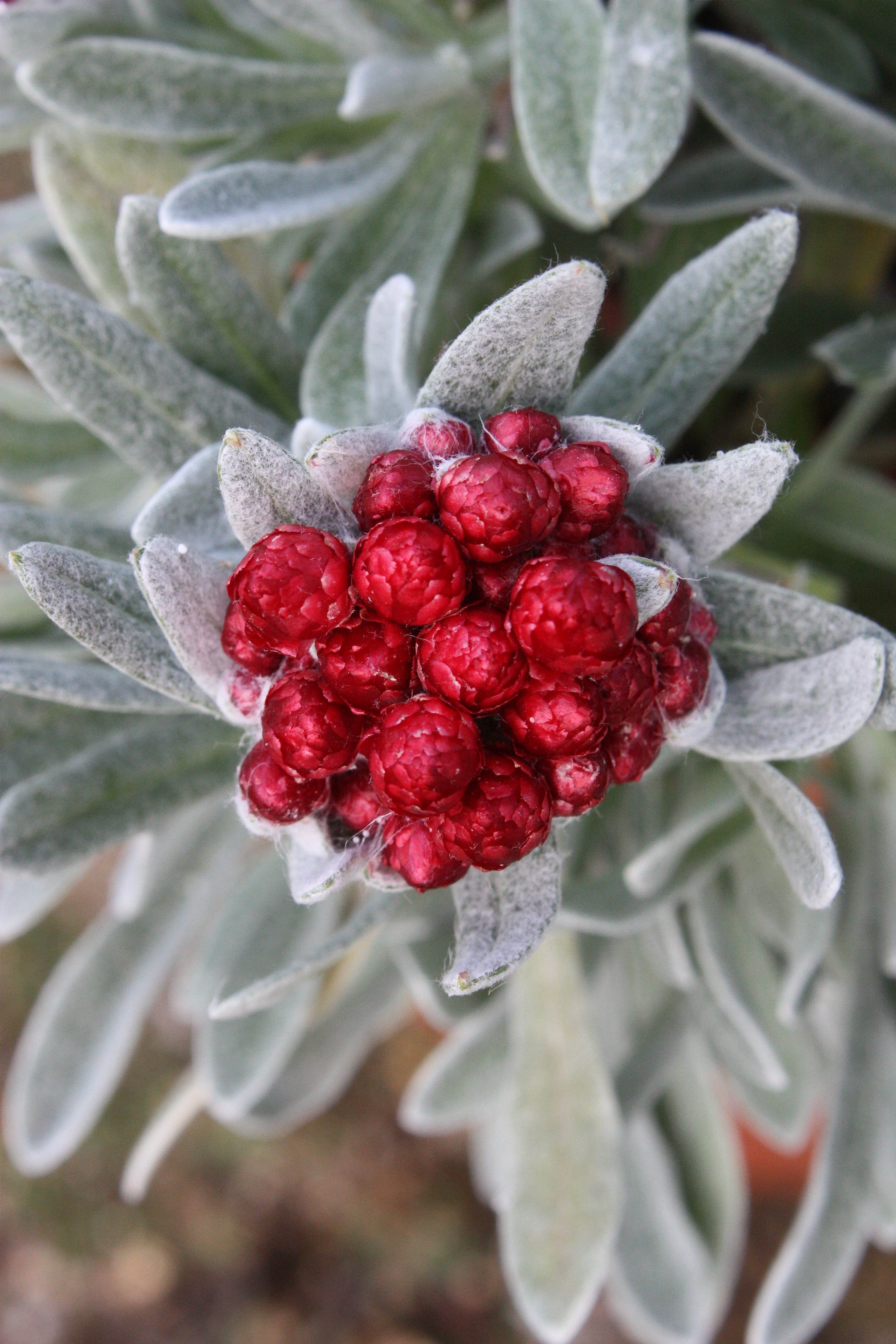 Helichrysum-Red-Jewel-1 – Must Have Perennials