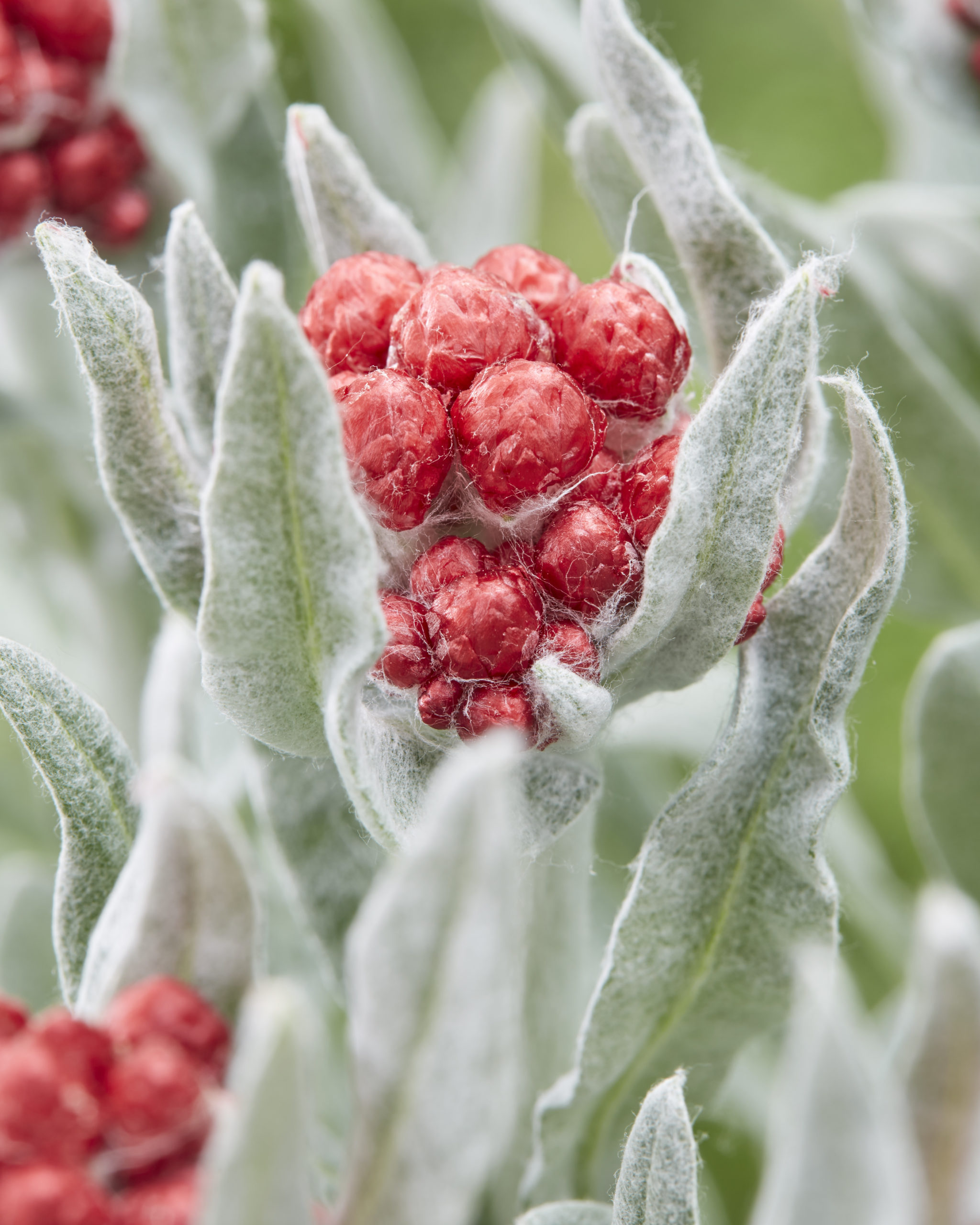 Helichrysum Red Jewel – Must Have Perennials
