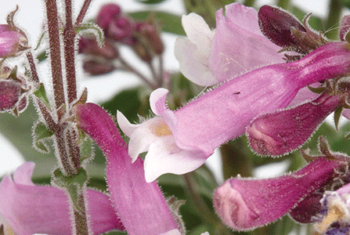 Penstemon-PraireTwilight_1920x300px-350×235 – Must Have Perennials