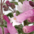 Penstemon-PraireTwilight_1920x300px-70×70 – Must Have Perennials