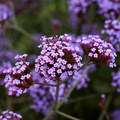 Verbena Lollipop PBR – Must Have Perennials