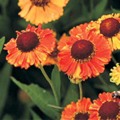 Helenium Mardi Gras: A Burst of Summer Colors – Must Have Perennials