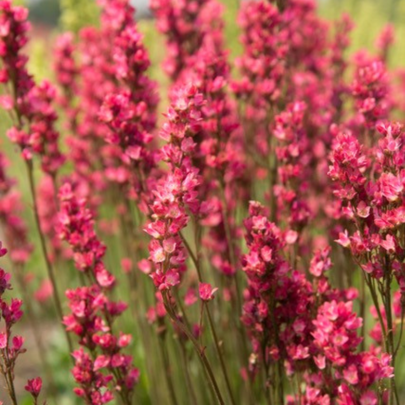 Heuchera Summer Haze – Must Have Perennials