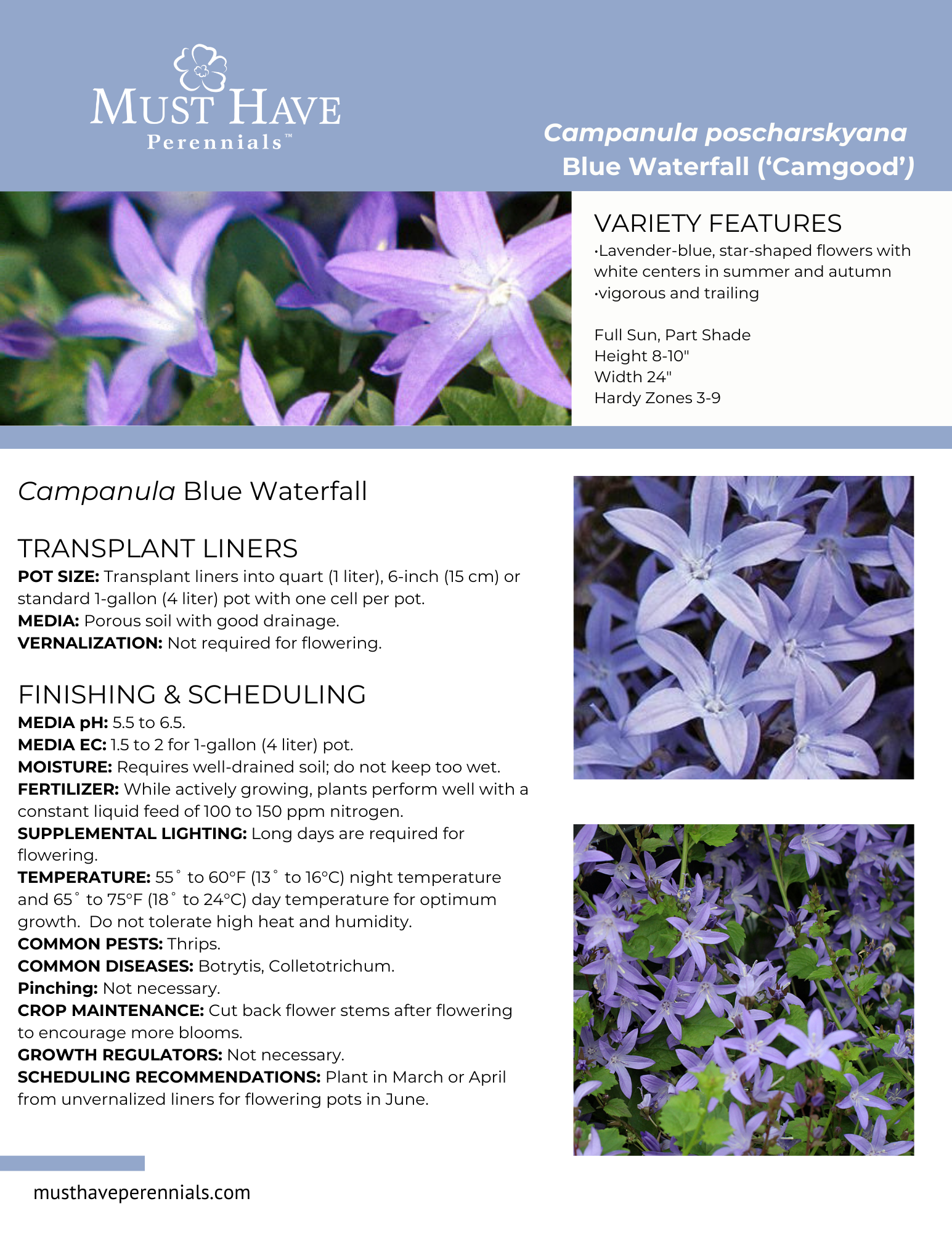 Campanula Blue Waterfall Culture Guide – Must Have Perennials
