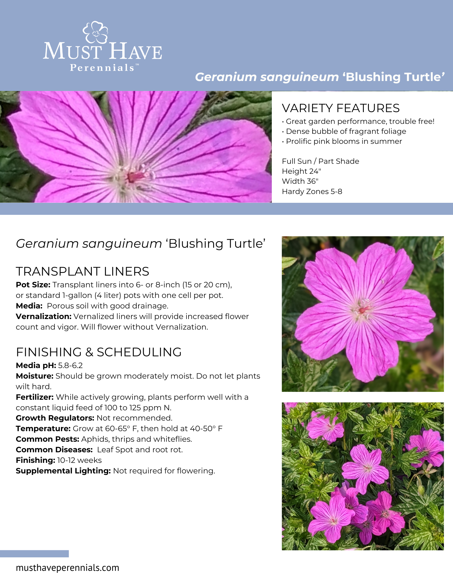 Geranium ‘Blushing Turtle’ Culture Guide – Must Have Perennials