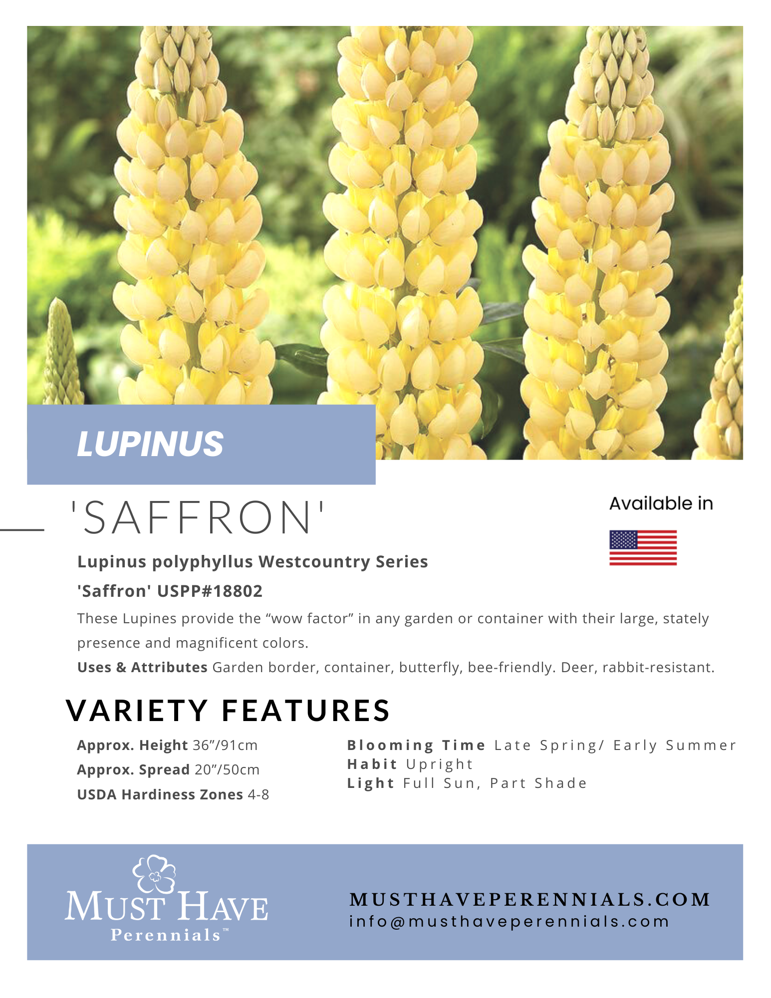 Saffron (2) – Must Have Perennials