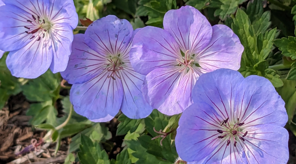 Geranium Azure Rush®: The Ideal Compact Container Plant – Must Have ...