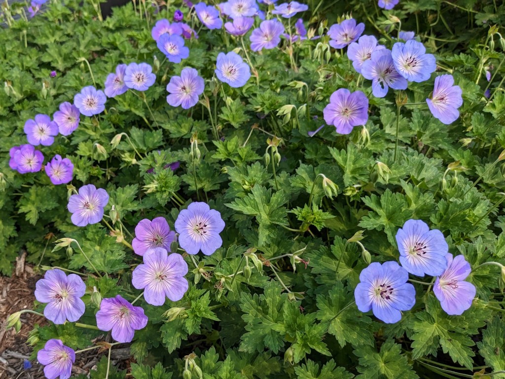 Geranium Azure Rush®: The Ideal Compact Container Plant – Must Have ...