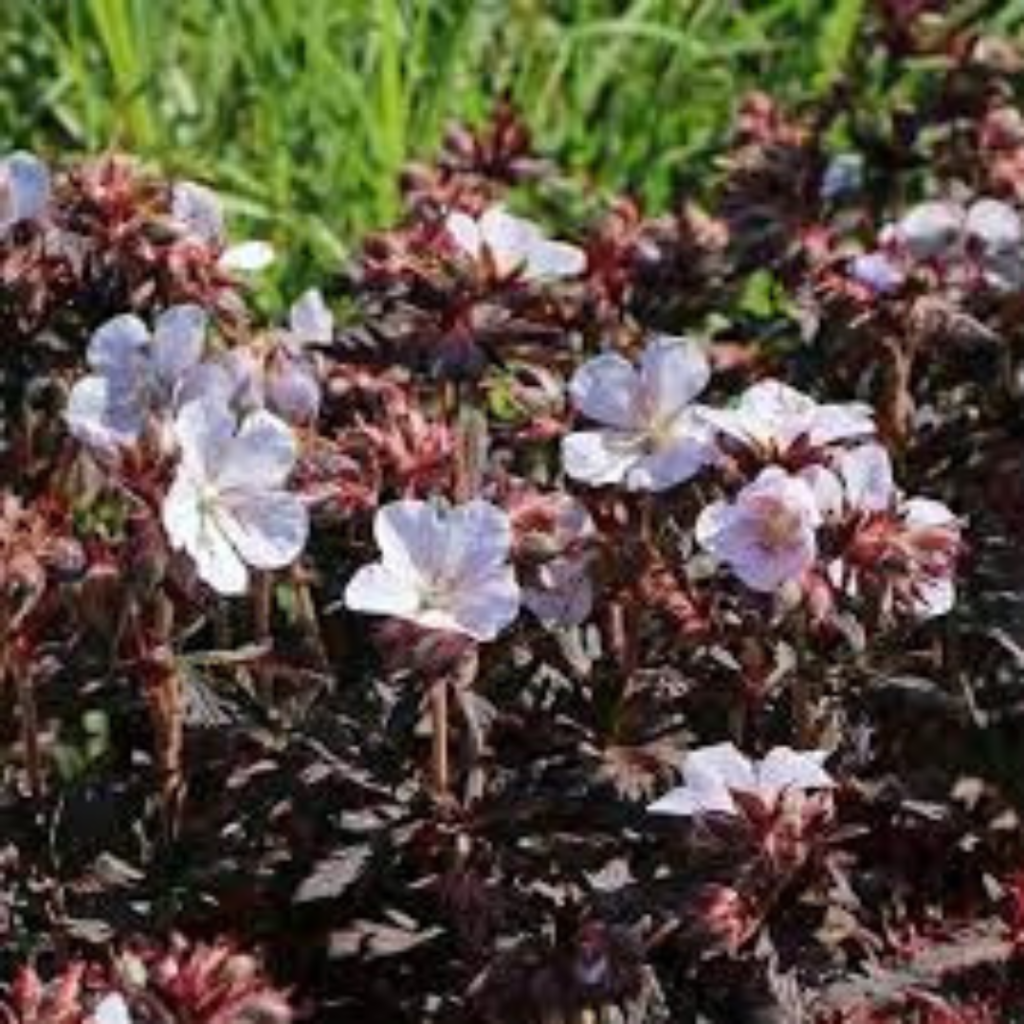 Discover Geranium x pratense ‘Black n’ White’ – Must Have Perennials
