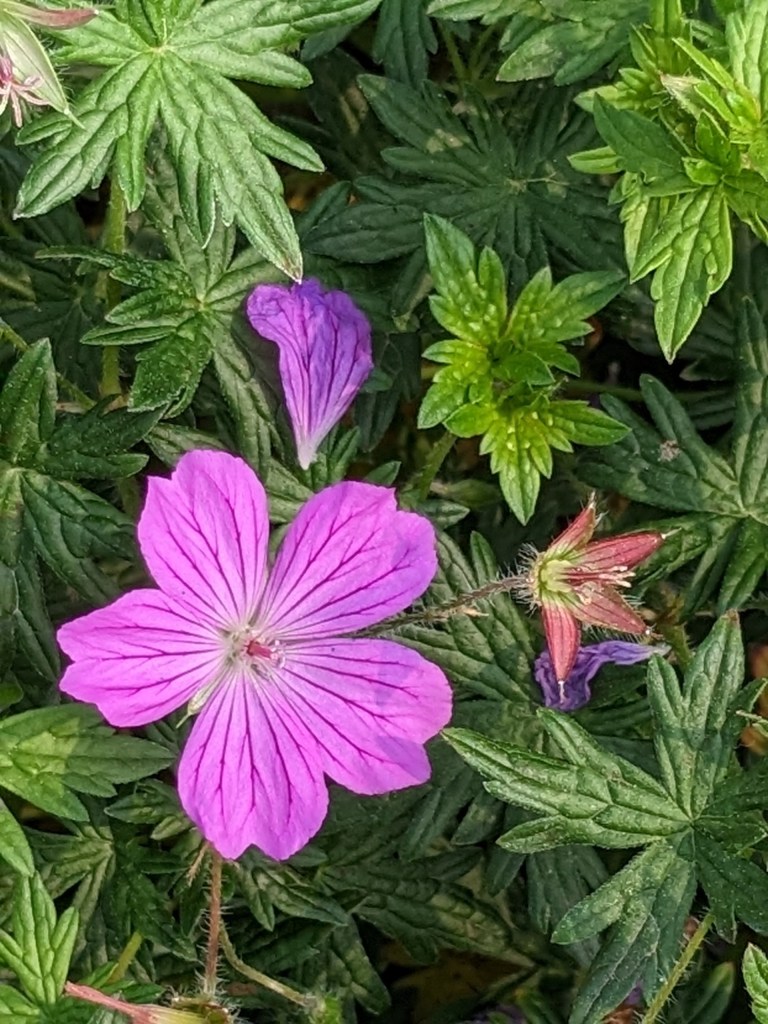 Geranium ‘Blushing Turtle’: A Must-Have Perennial – Must Have Perennials