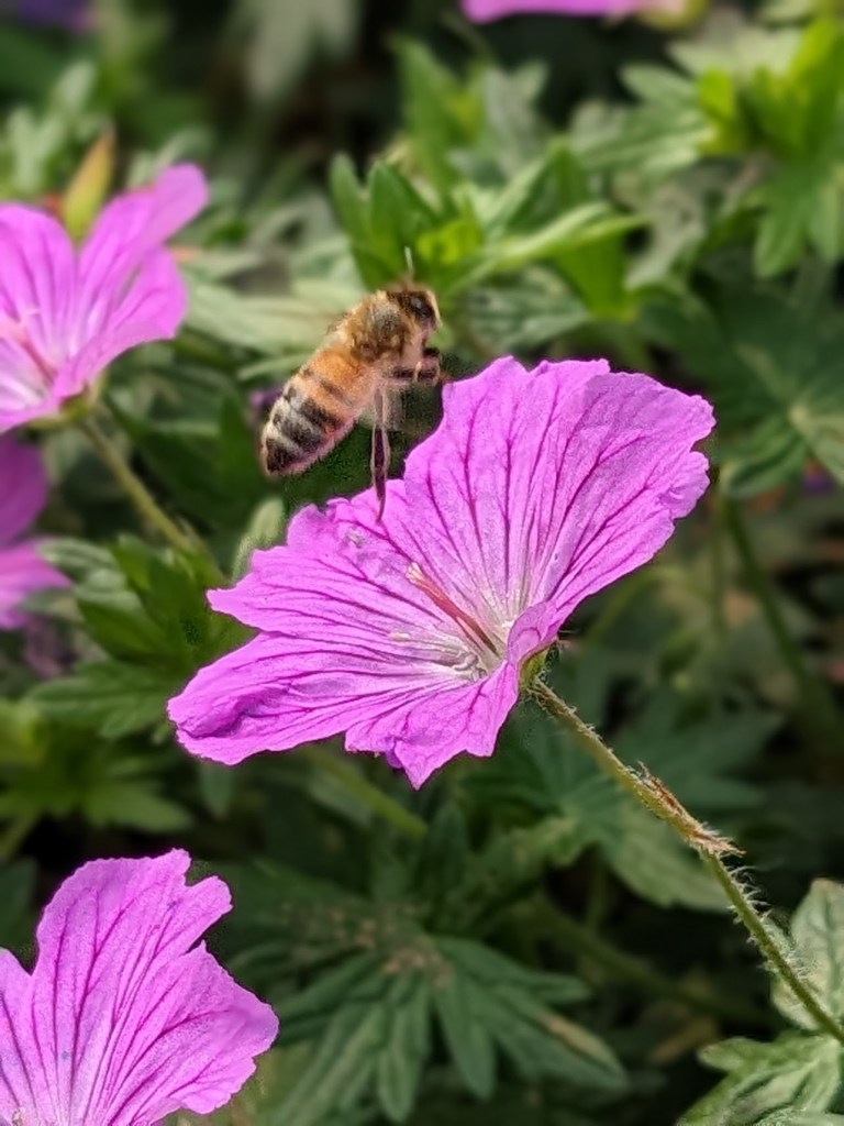 Geranium ‘Blushing Turtle’: A Must-Have Perennial – Must Have Perennials