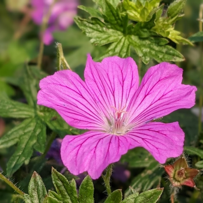 Geranium ‘Blushing Turtle’: A Must-Have Perennial – Must Have Perennials