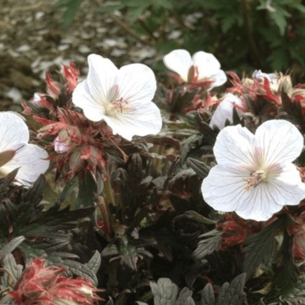 Discover Geranium x pratense ‘Black n’ White’ – Must Have Perennials