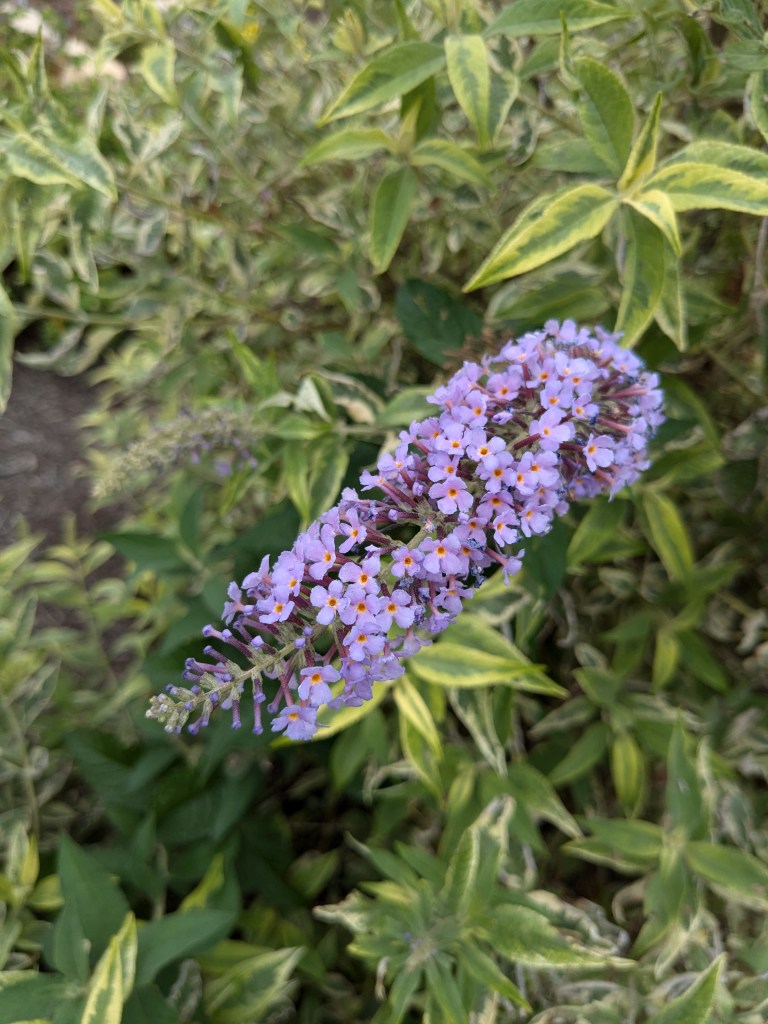 Attract Bees and Butterflies with Buddleja Butterfly Gold – Must Have ...