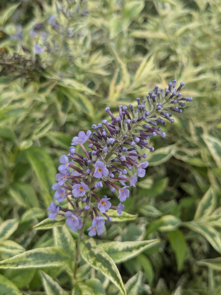 Attract Bees and Butterflies with Buddleja Butterfly Gold – Must Have ...