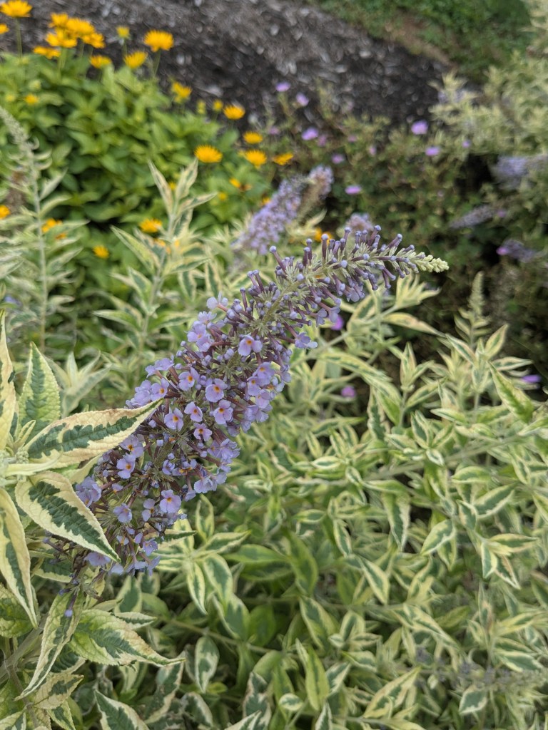 Attract Bees and Butterflies with Buddleja Butterfly Gold – Must Have ...