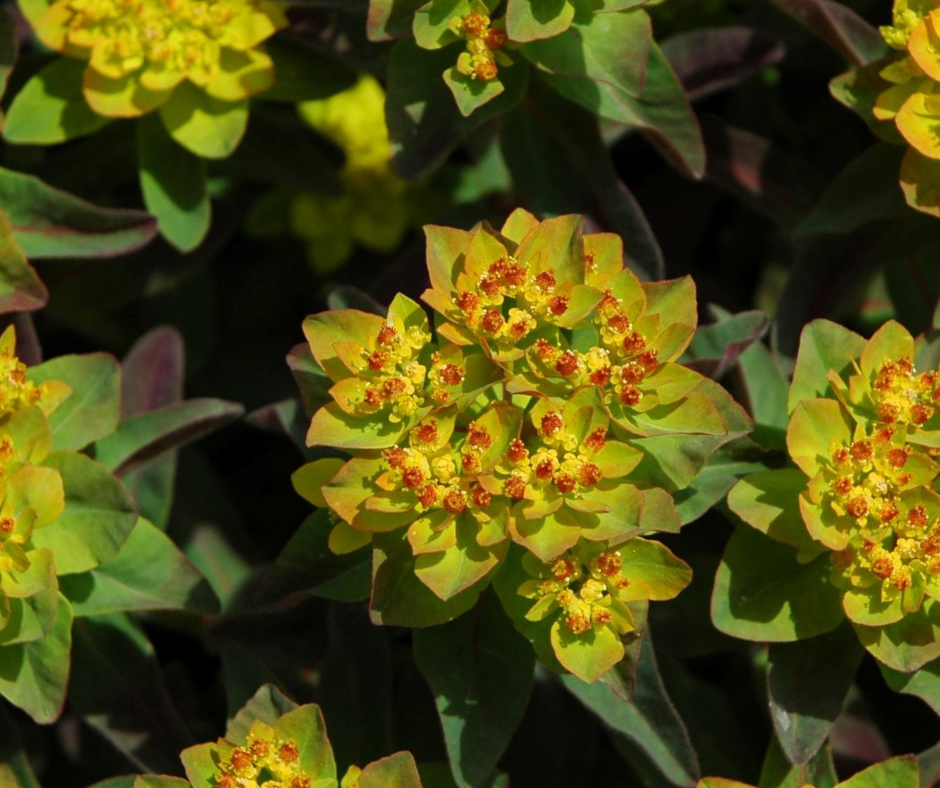 Drought Tolerant Perennials: Euphorbia ‘Bonfire’ – Must Have Perennials